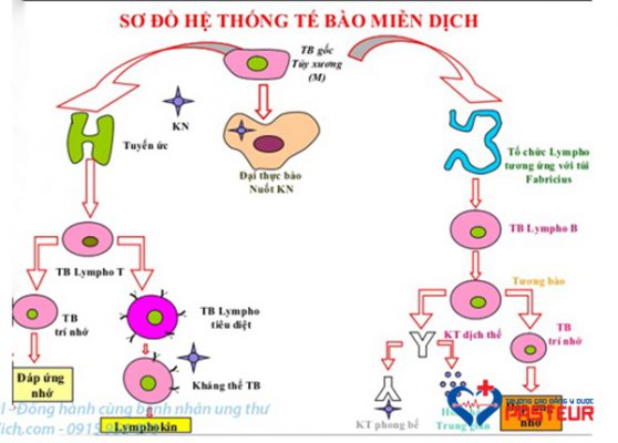 Vai trò của sức đề kháng trong hệ miễn dịch của con người - Trung cấp Y ...